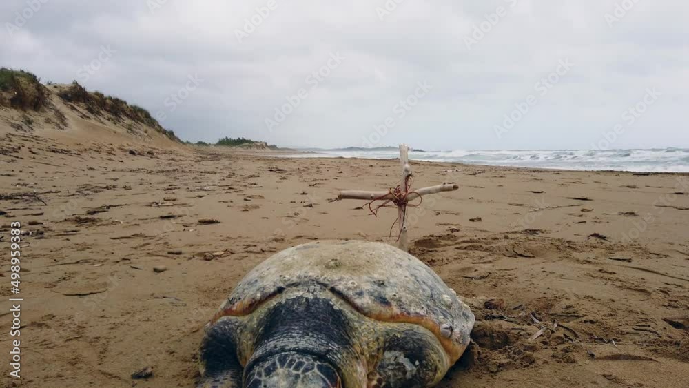 Vidéo Stock Dead turtle burial on beach a cross made from wood in sand ...