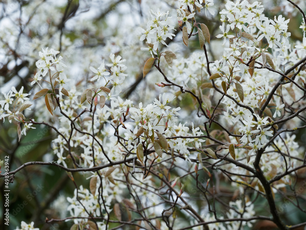 Juneberry tree or amelanchier lamarckii, magnificent ornamental tree ...