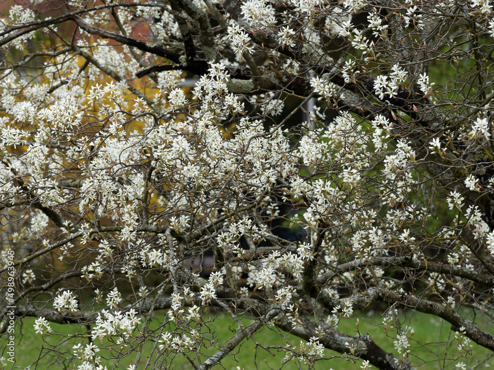 Amelanchier lamarckii - Juneberry tree or shadbush. Ornamental shrub ...