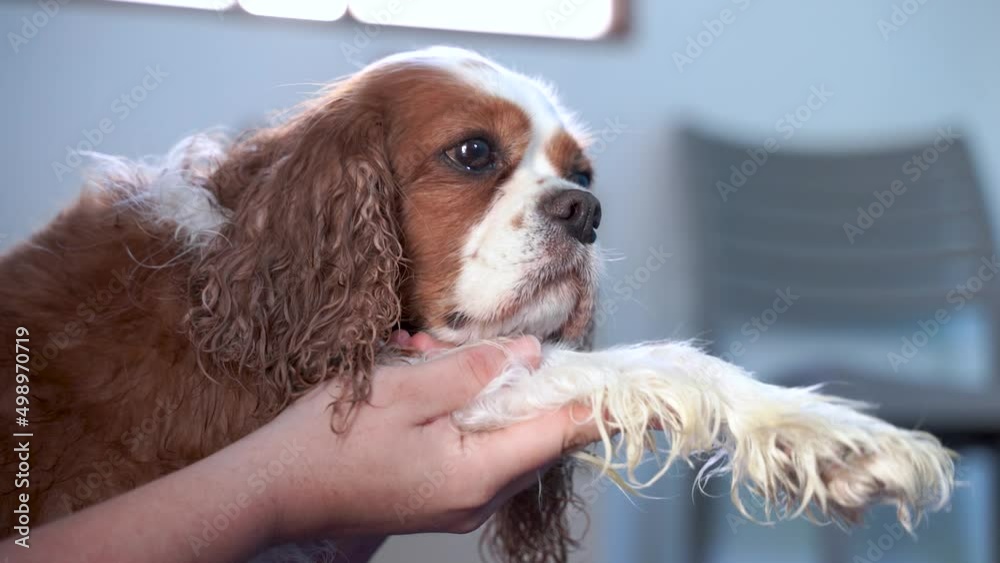 A long-haired dog is at a physiotherapist. The therapist is improving ...