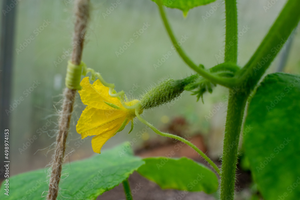 Macro photos of plants. Fresh cucumber bush. Small spiny cucumber with ...