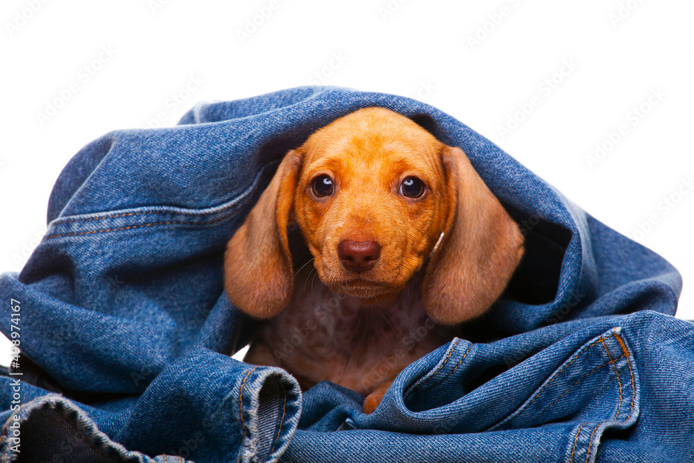 image of dog jeans white background Stock Photo | Adobe Stock
