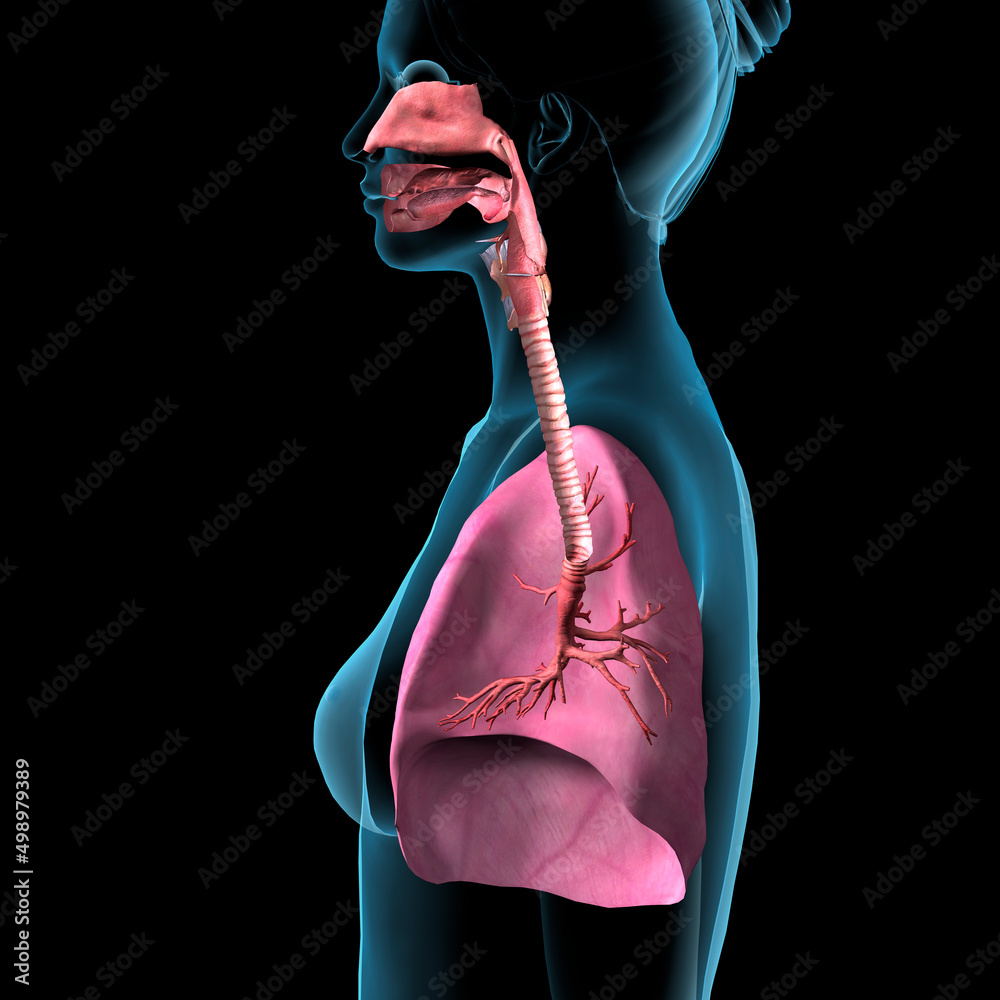 Female Respiratory System Cutaway Sideview on Black Background Stock ...