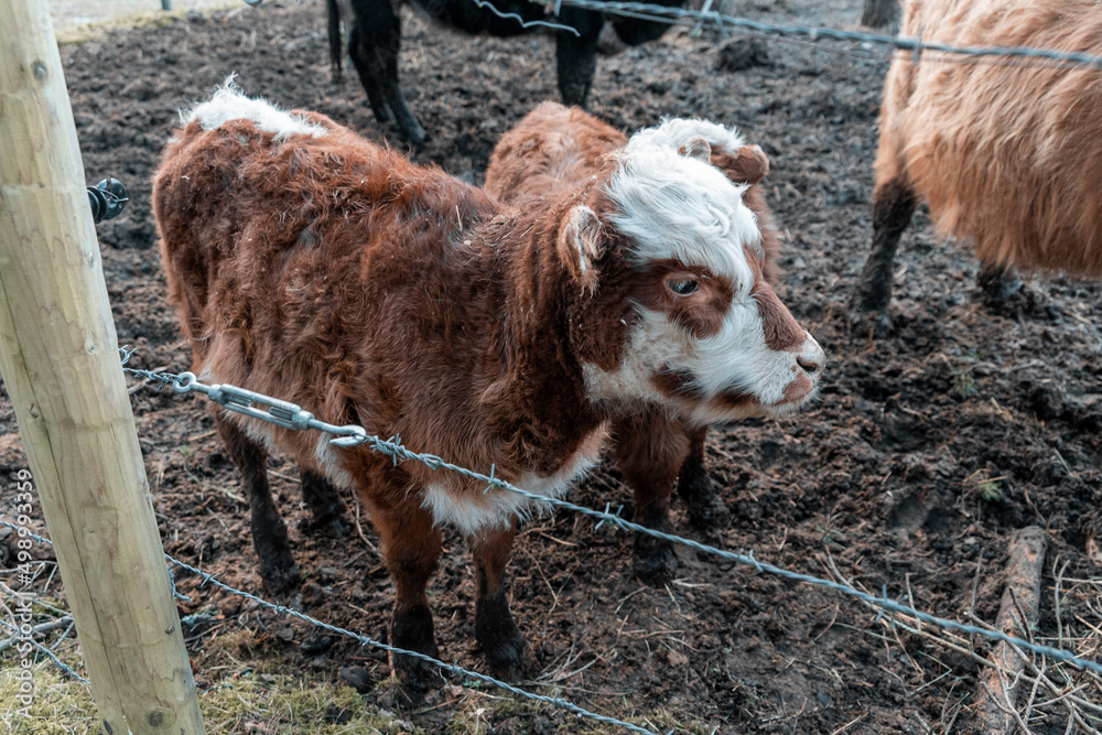Small calf stands behind a metal wire next to older cows (1300) Stock ...