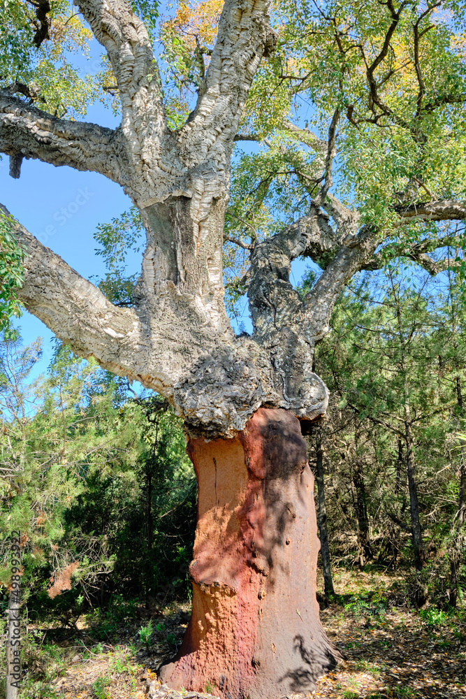 Detail of the bark layers of a cork oak used in the manufacture of cork ...