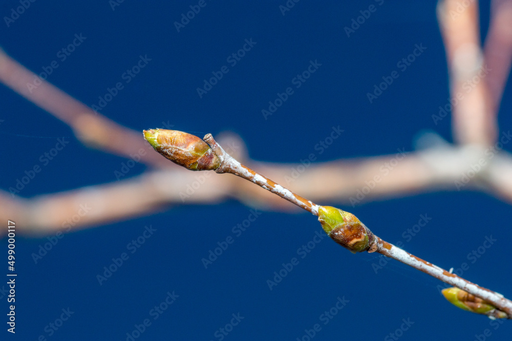 Birch tree with buds. Detail of Betula Pendula Golden Cloud. Stock ...