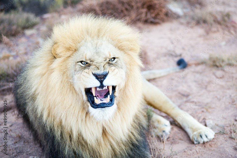 Lion Roar Stock Photo | Adobe Stock