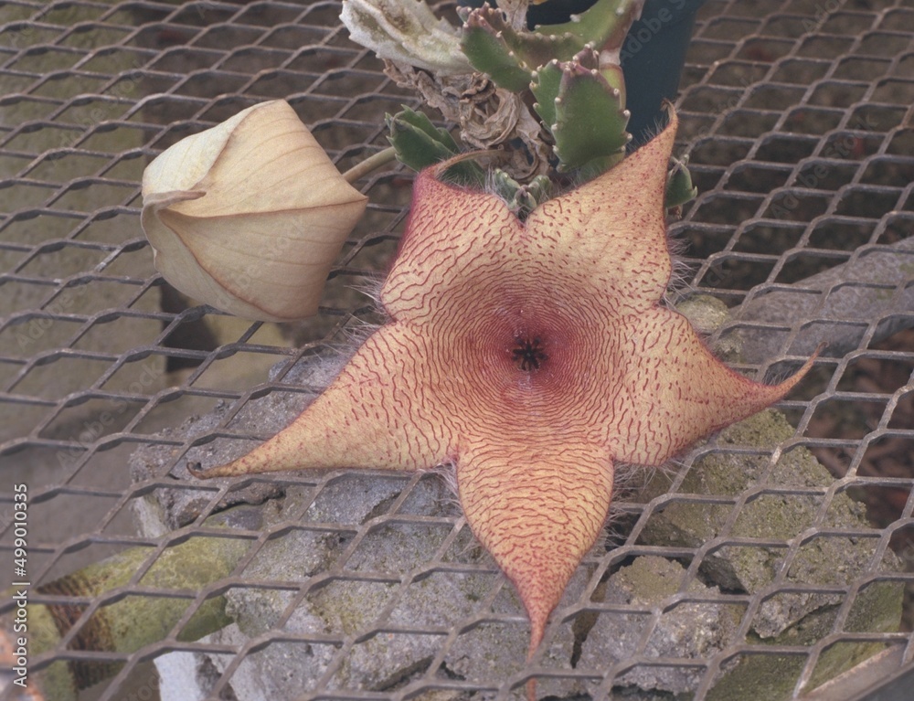 Stapelia gigantea in Flower and Bud. Also known by the Common Names of ...