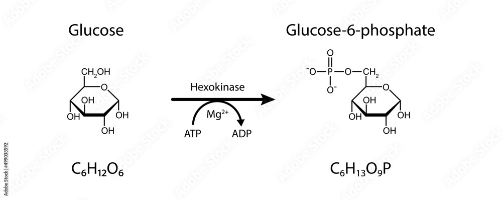 Hexokinase Enzyme Effect On Glucose Molecule During Glycolysis. Glucose ...