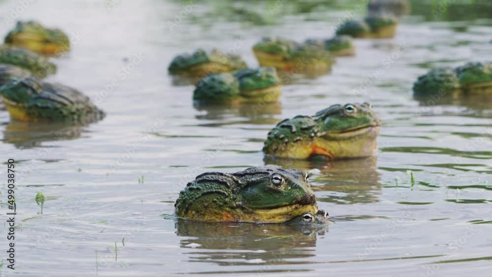 Giant African Bullfrog Couple Mating Background With Other Bullfrogs ...