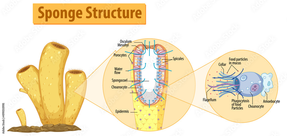 Diagram showing structure of sponge Stock Vector | Adobe Stock
