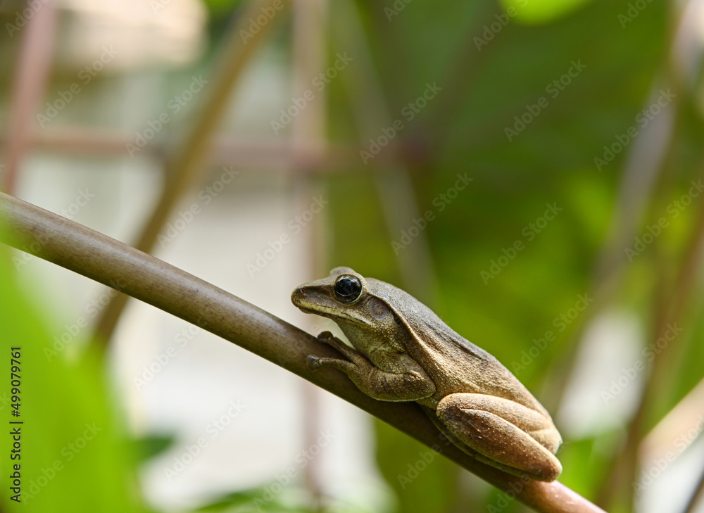 Polypedates maculatus, the common Indian tree frog Indian tree frog is ...