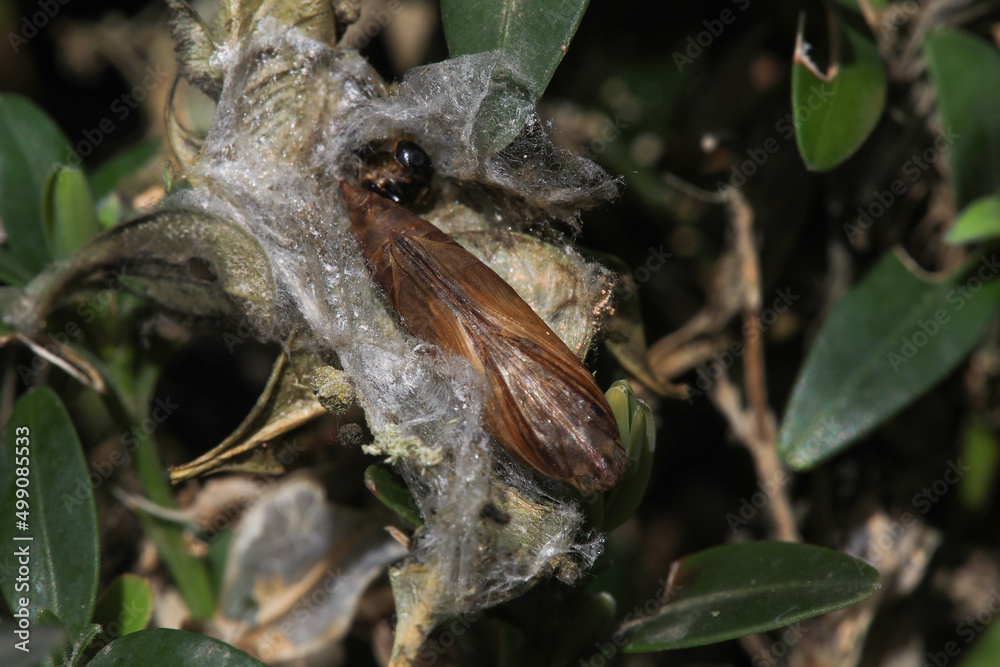 Pupae or larva of Cydalima perspectalis is an invasive caterpillar of ...