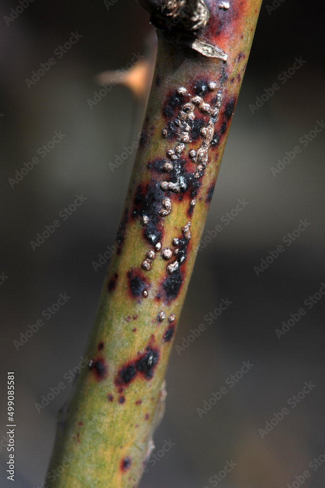 Plant disease in roses such as mildew or rust are common. Stem Blight ...