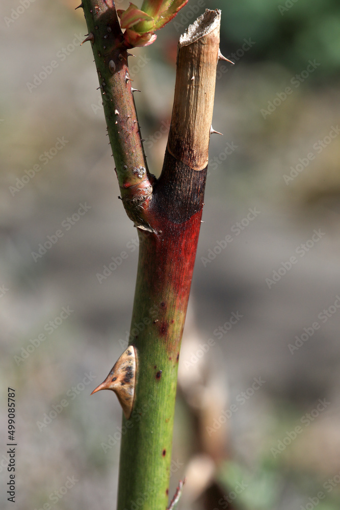 Plant disease in roses such as mildew or rust are common. Stem Blight ...