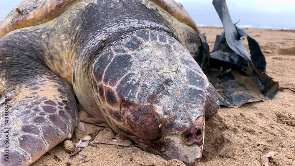 Close up footage of a big dead turtle at sandy beach. Pollution plastic ...