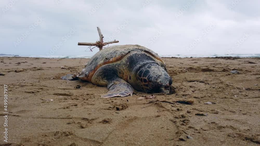 look like Morla the Turtle. Dead with over 100 years at the beach ...