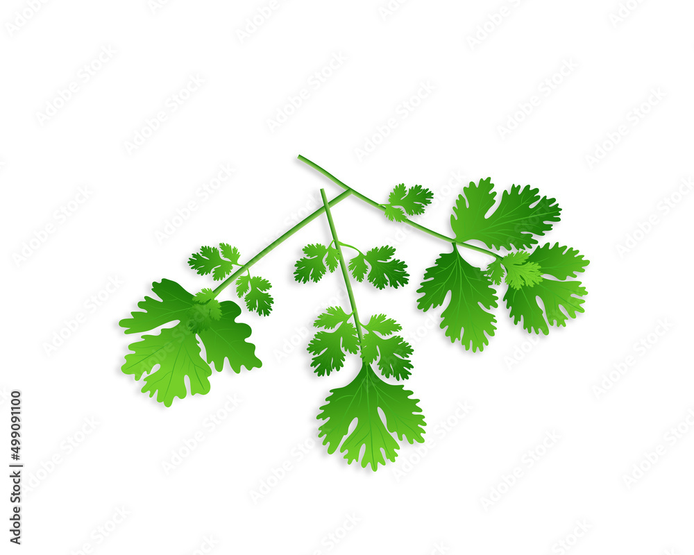 Coriander vector green leaves isolated on white background เวกเตอร์สต็อก | Adobe Stock