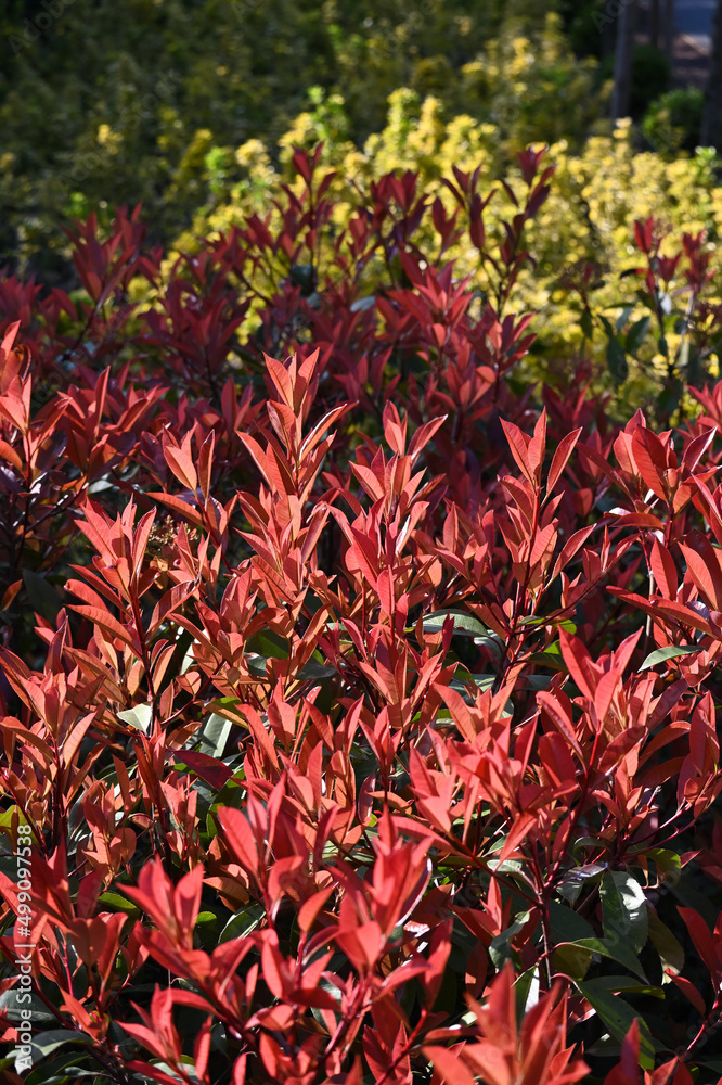 Photinia serratifolia, commonly called Taiwanese photinia or Chinese ...