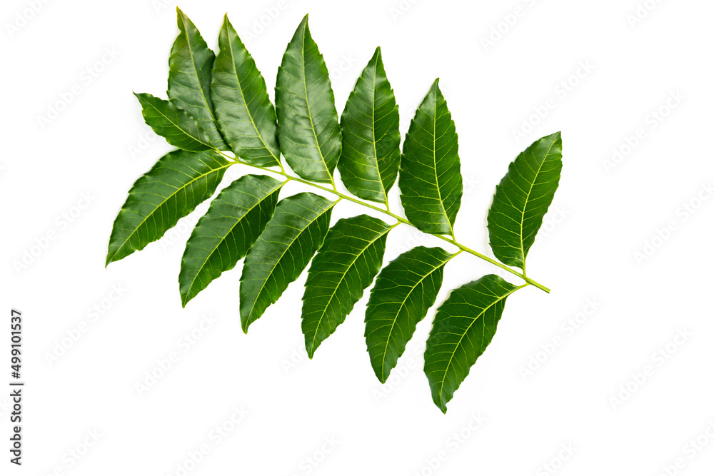 Medicinal neem leaves Azadirachta indica ,Siamese neem leaves, Neem ...