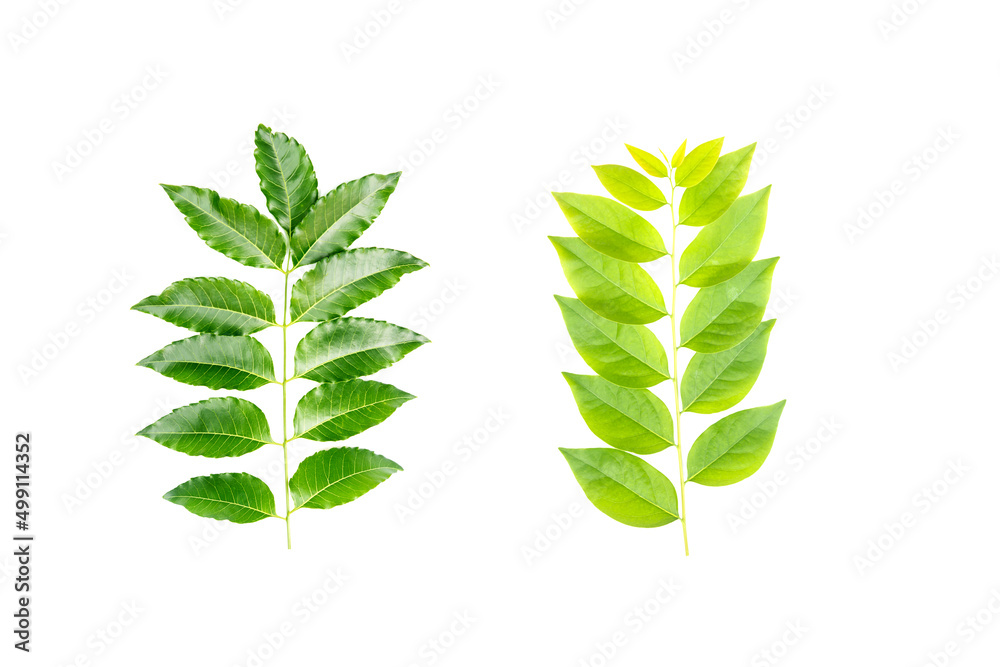Medicinal neem leaves Azadirachta indica ,Siamese neem leaves, Neem ...