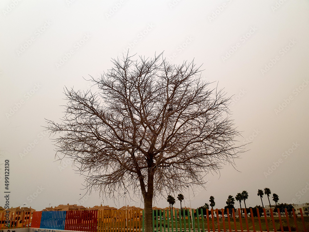 Silueta de arbol con ramas sin hojas, simbolo. foto de Stock | Adobe Stock