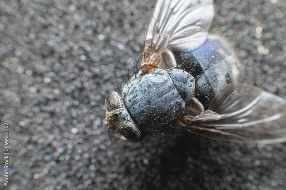 Extremely close-up of a dead fly covered with dust particles. Shallow ...