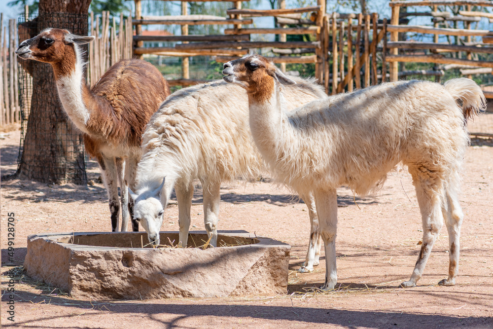 lama, domesticated South American camelid, widely used as a meat and ...