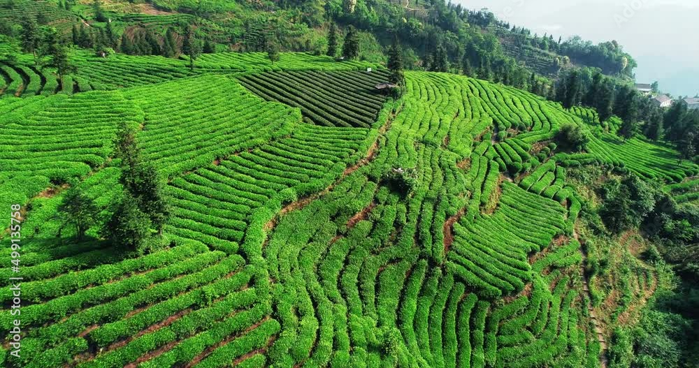 Aerial view of green tea terrace in the mountain at Sichuan China 4k ...
