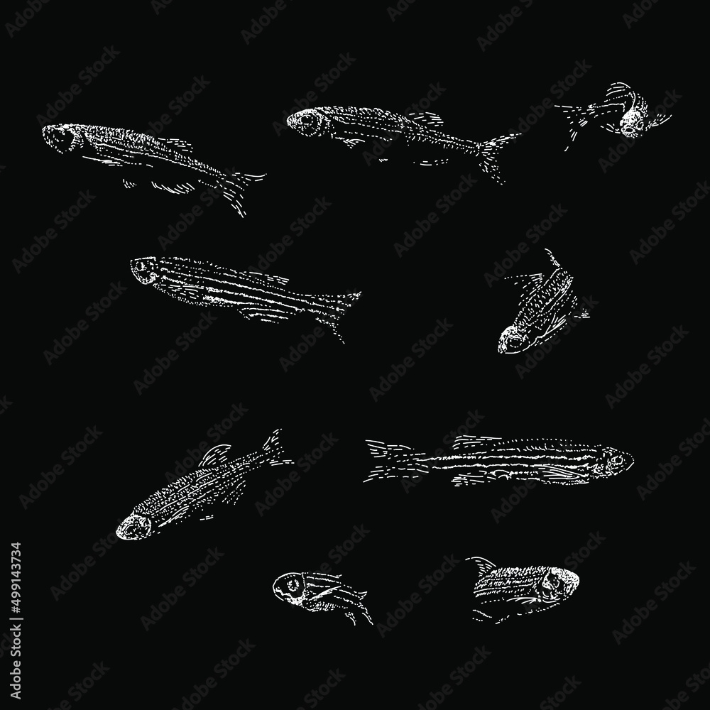danios fish set hand drawing vector illustration isolated on black ...