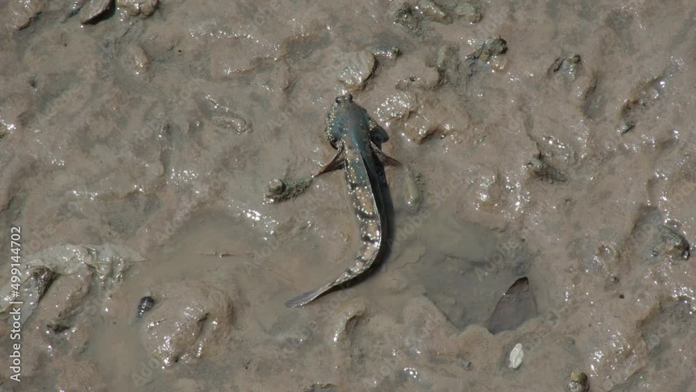Vídeo do Stock: Mudskipper is a fish that lives on land, freshwater ...