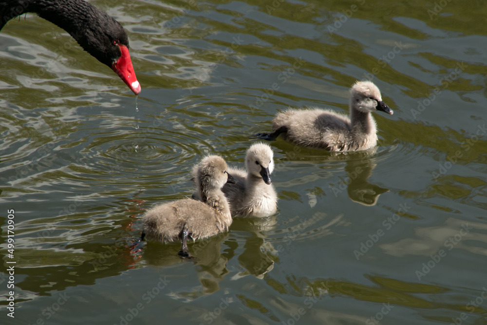 cygnets Stock Photo | Adobe Stock