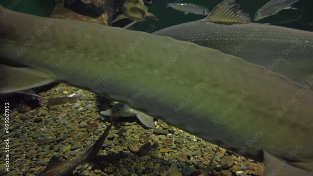 Baikal whitefish and sturgeon fish is swimming underwater. Fish living ...