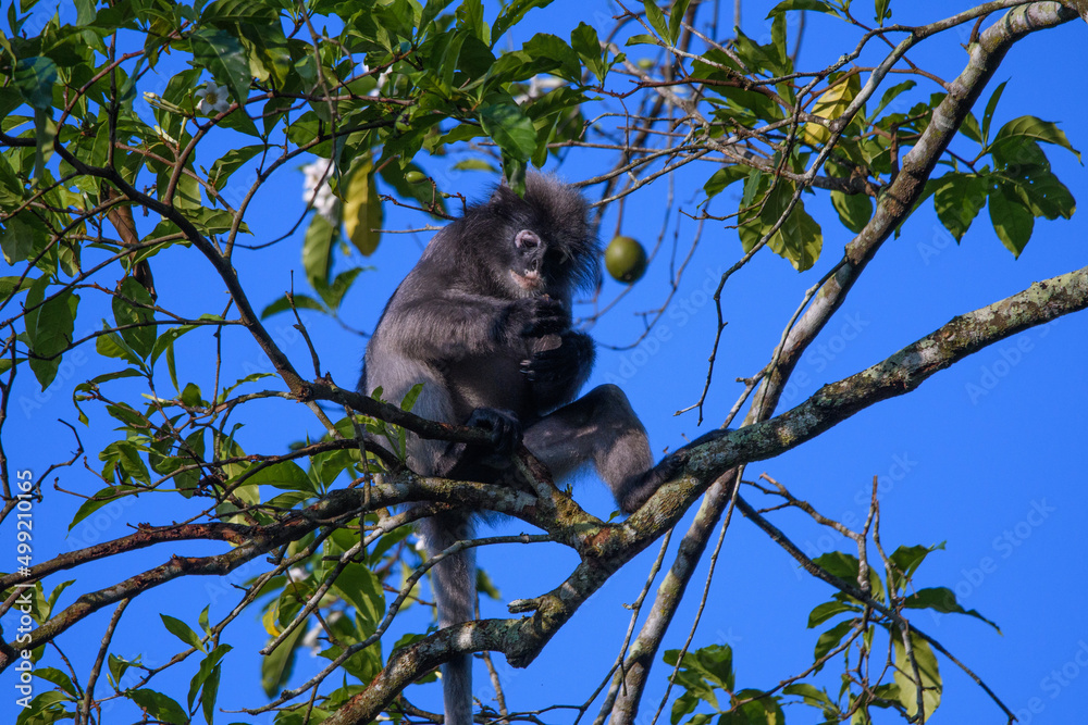 Foto de Dusky Langur, Spectacled Langur Southern langur The body color ...