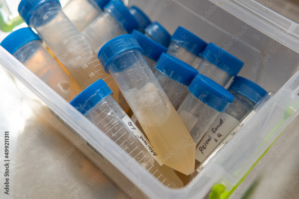 .centrifuge tube with a nutrient medium for the development of mycelium ...