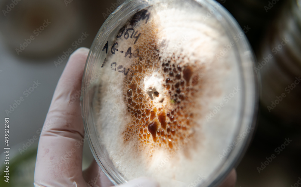 Selection and cultivation of mycelium. Mushroom cultivation around the ...