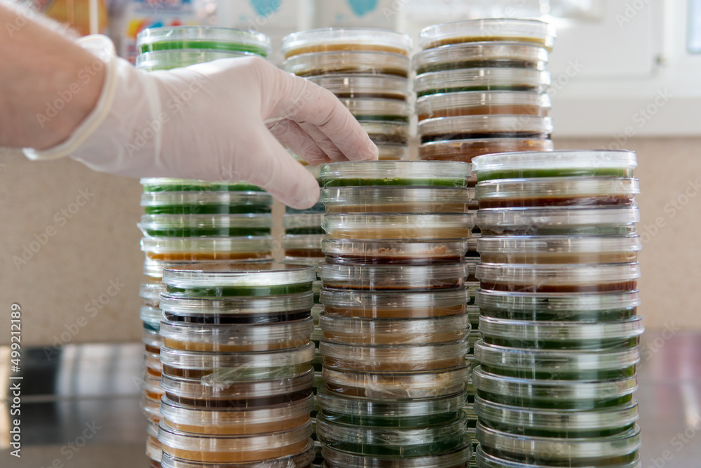 Selection and cultivation of mycelium. Mushroom cultivation around the ...
