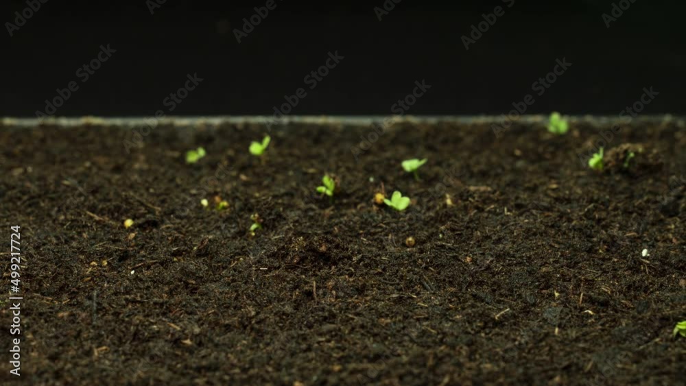 Time-lapse Image of Plant Growth Stock Video | Adobe Stock