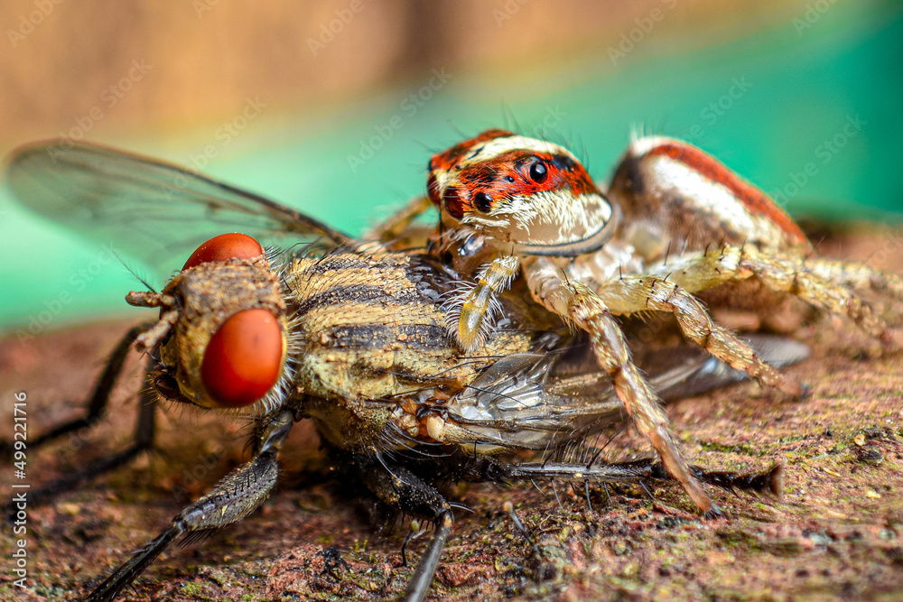 jumping spider eating a giant fly, giant fly is being eaten by a ...