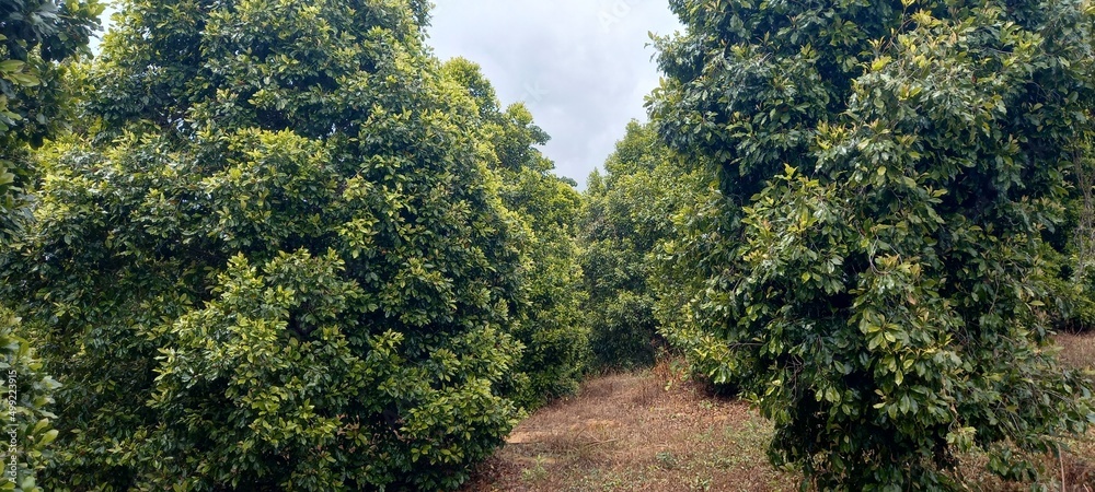 Syzygium Aromaticum Tree