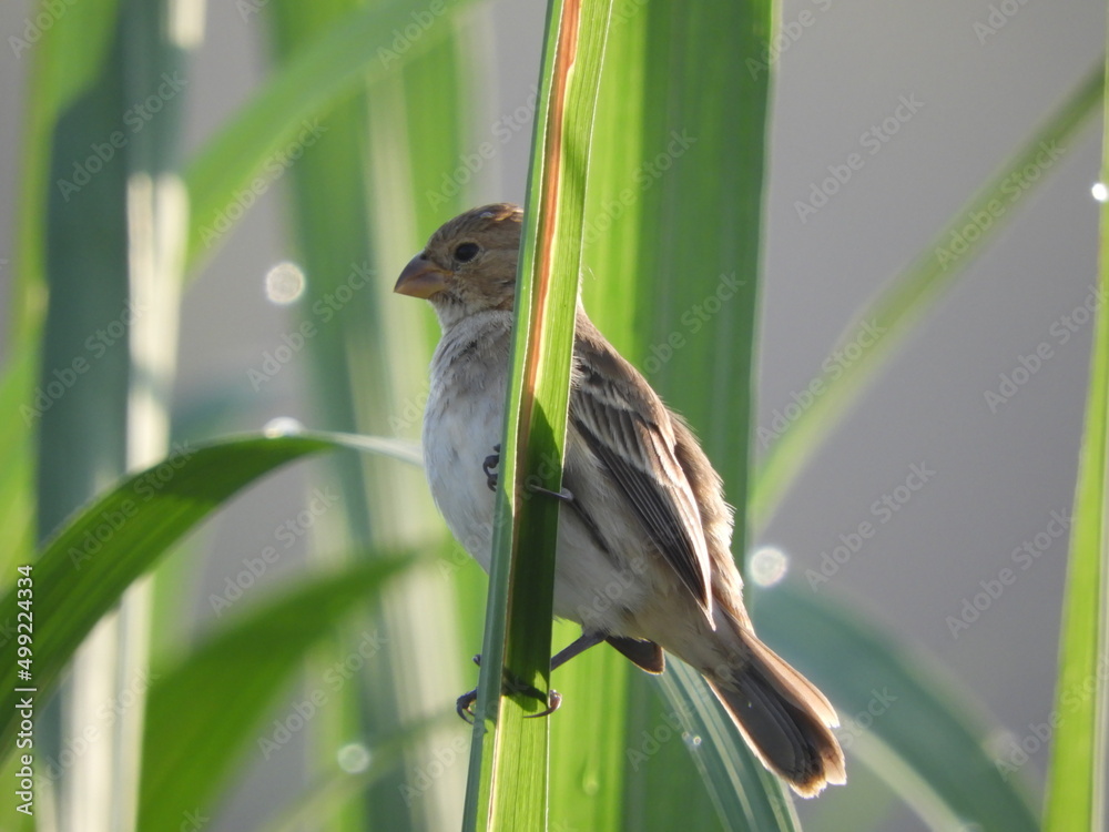 Foto de Semillero pecho canela (Sporophila minuta) posado en hoja de ...
