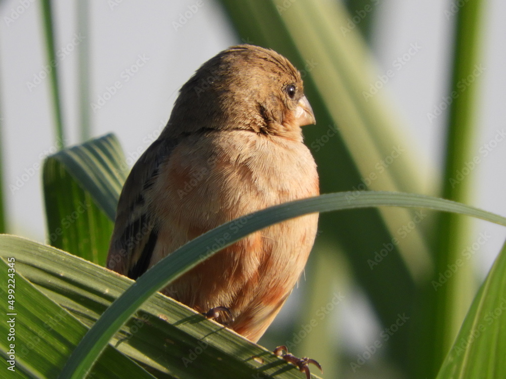 Semillero pecho canela (Sporophila minuta) posado en hoja de planta ...
