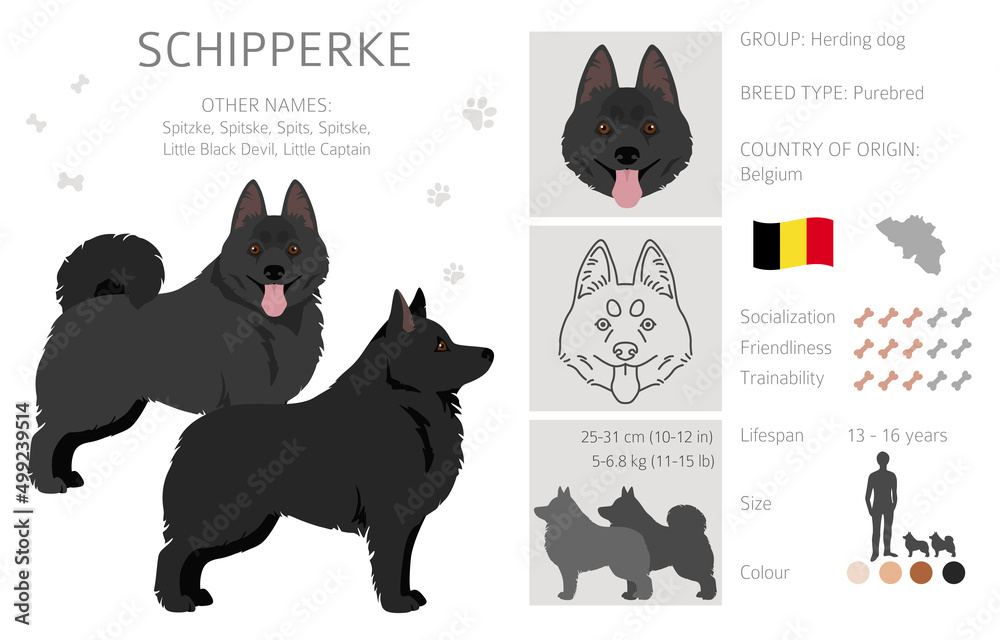 Schipperke clipart. Different poses, coat colors set Stock Vector ...