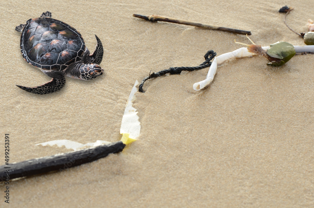 World turtle day, earth day and world environment day. Stock Photo ...