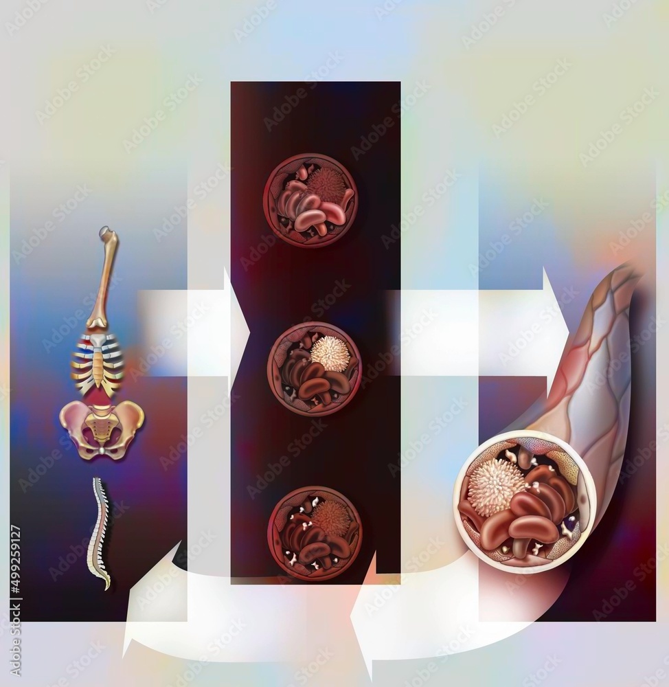 Diagram of the production and destruction of blood cells. Stock ...