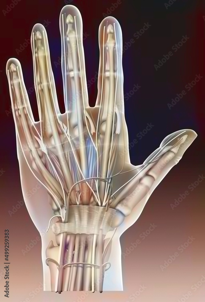 Anatomy of the palmar face of the hand with the median nerve tendons ...