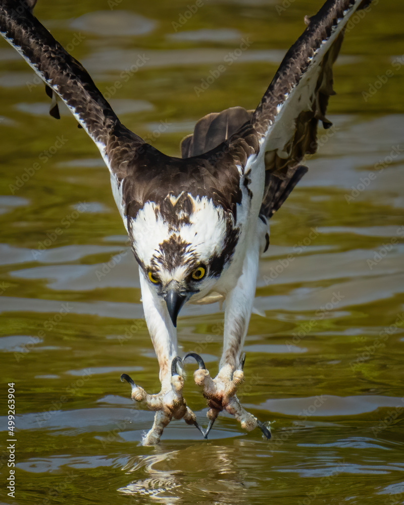 Osprey raptor bird with a fish catch Stock Photo | Adobe Stock