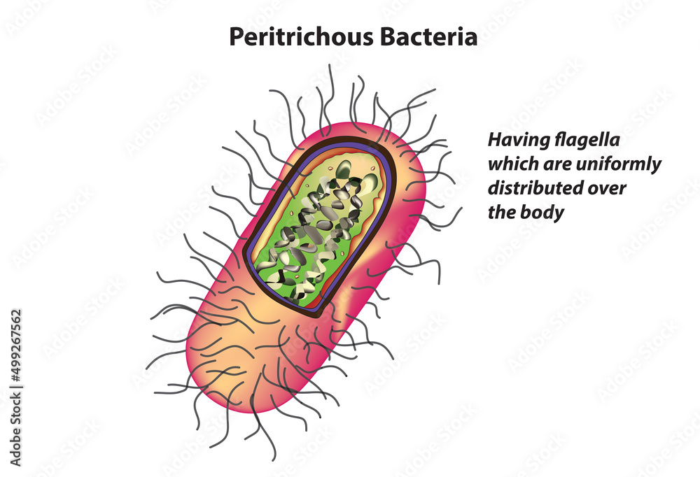 Peritrichous Bacteria (flagellum classification) Stock Vector | Adobe Stock