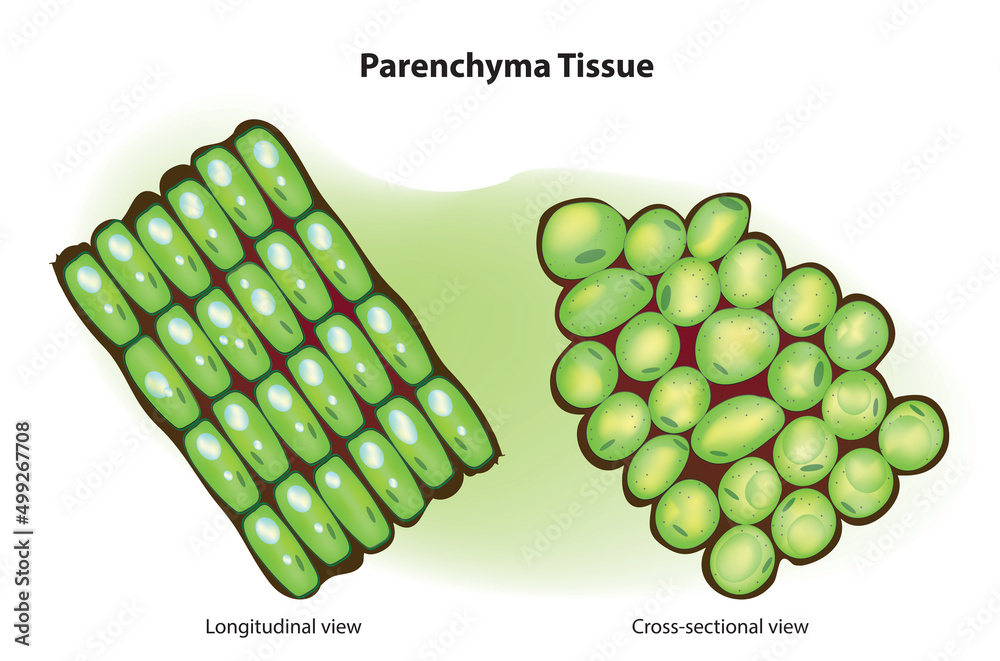 Parenchyma Tissue Diagram
