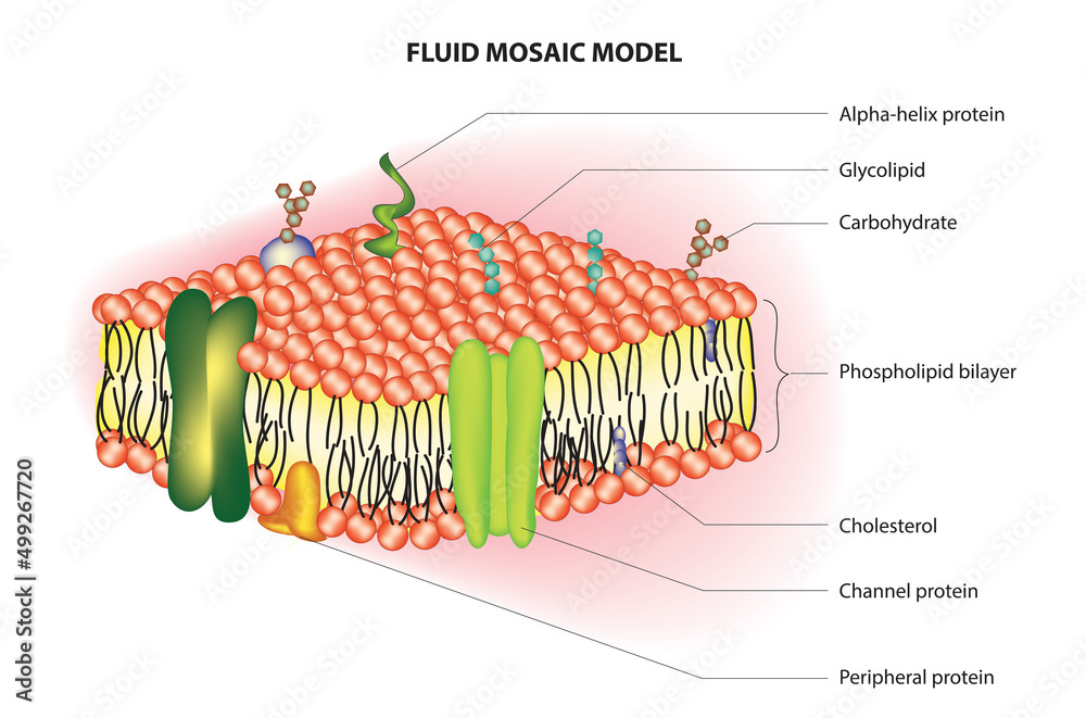 Singer And Nicolsons Fluid Mosaic Model Cell Membrane Model Stock